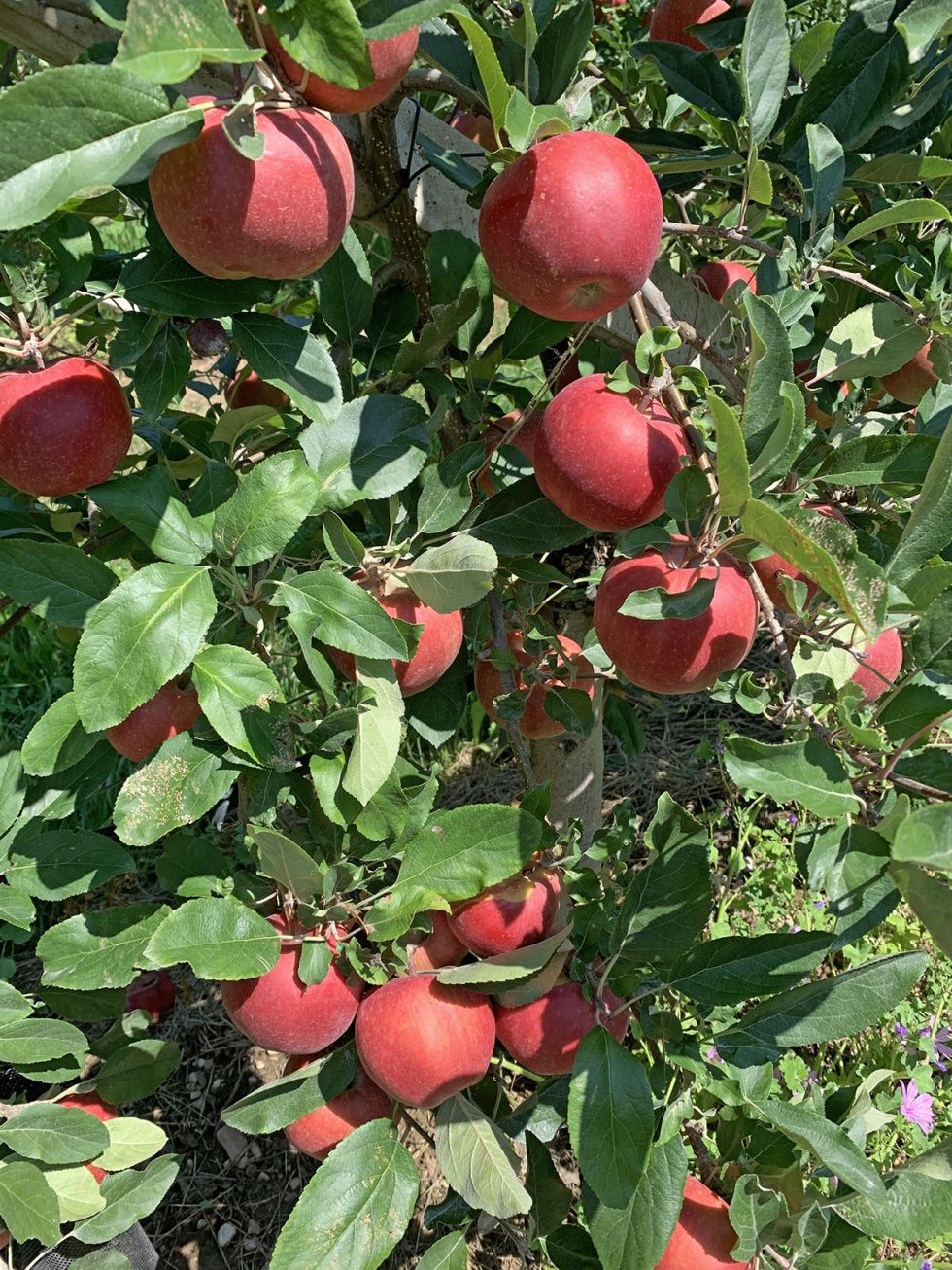 Paradies-Apfel-Rezepte | quell-online.de
